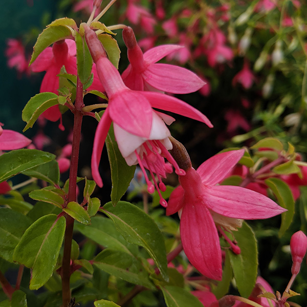 Fuchsia Lady Thumb (3lt)