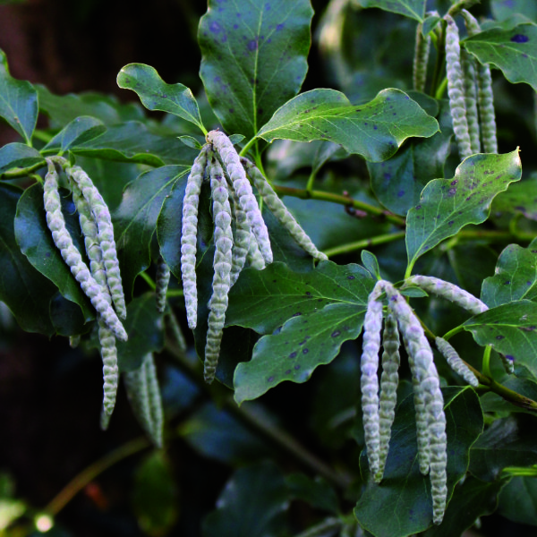 Garrya elliptica James Roof (10lt)