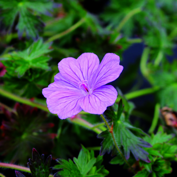 Geranium Blushing Turtle (1lt)