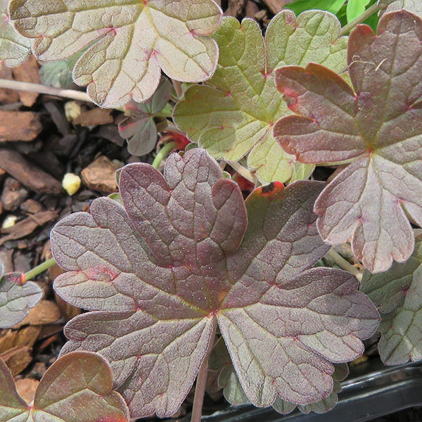 Geranium Dusky Crug (1lt)