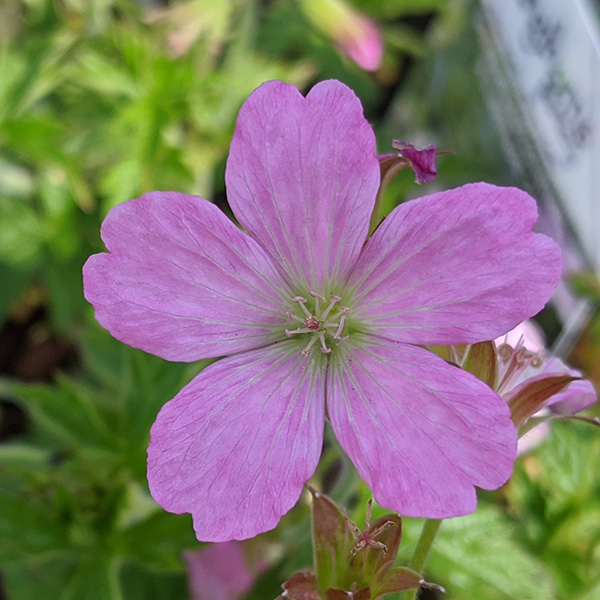 Geranium x oxonianum A T Johnson