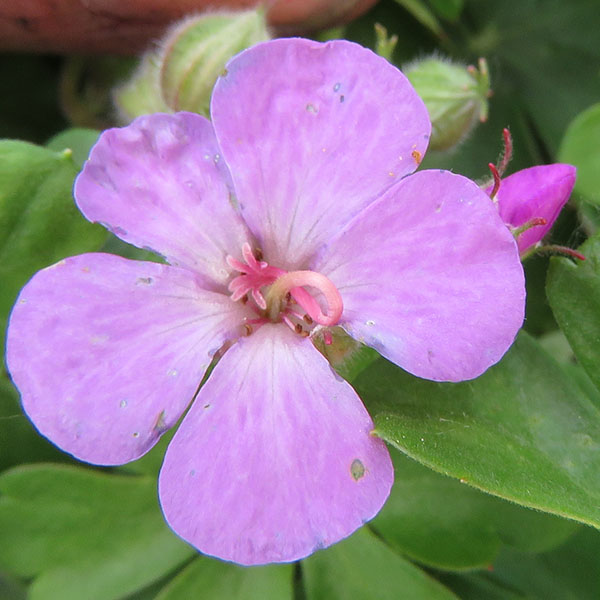 Geranium x cantabrigiense Cambridge (1.5lt)