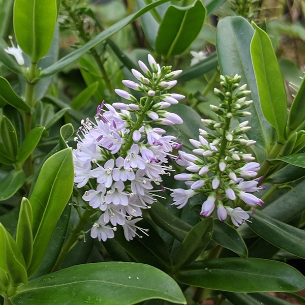 Hebe Wiri Image (5lt)