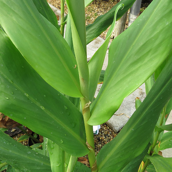 Hedychium coronarium (3lt)