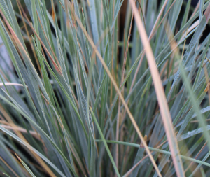 Helictotrichon sempervirens (0.8lt)