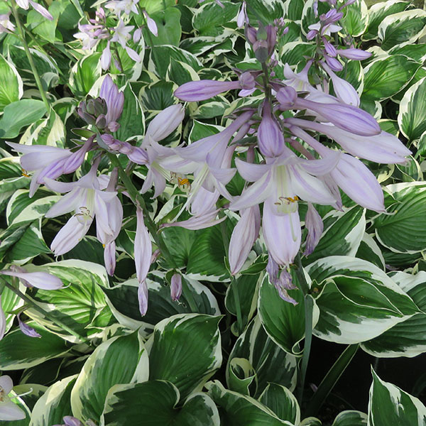 Hosta Patriot (1lt)