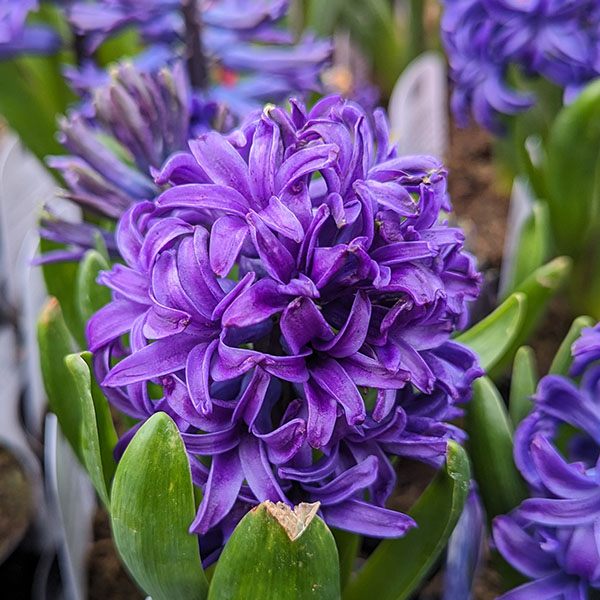 Hyacinthus orientalis Blue Pearl (0.7lt)