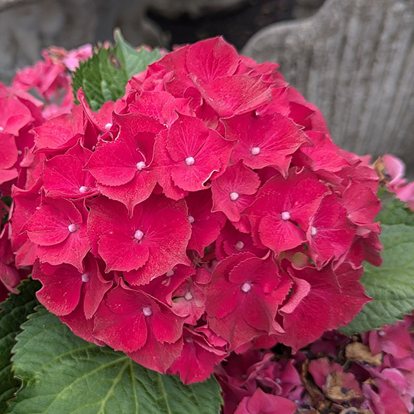Hydrangea macrophylla Hi Fire Red (20lt)