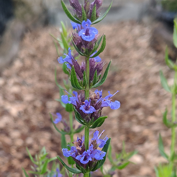 Hyssopus officinalis (9cm)
