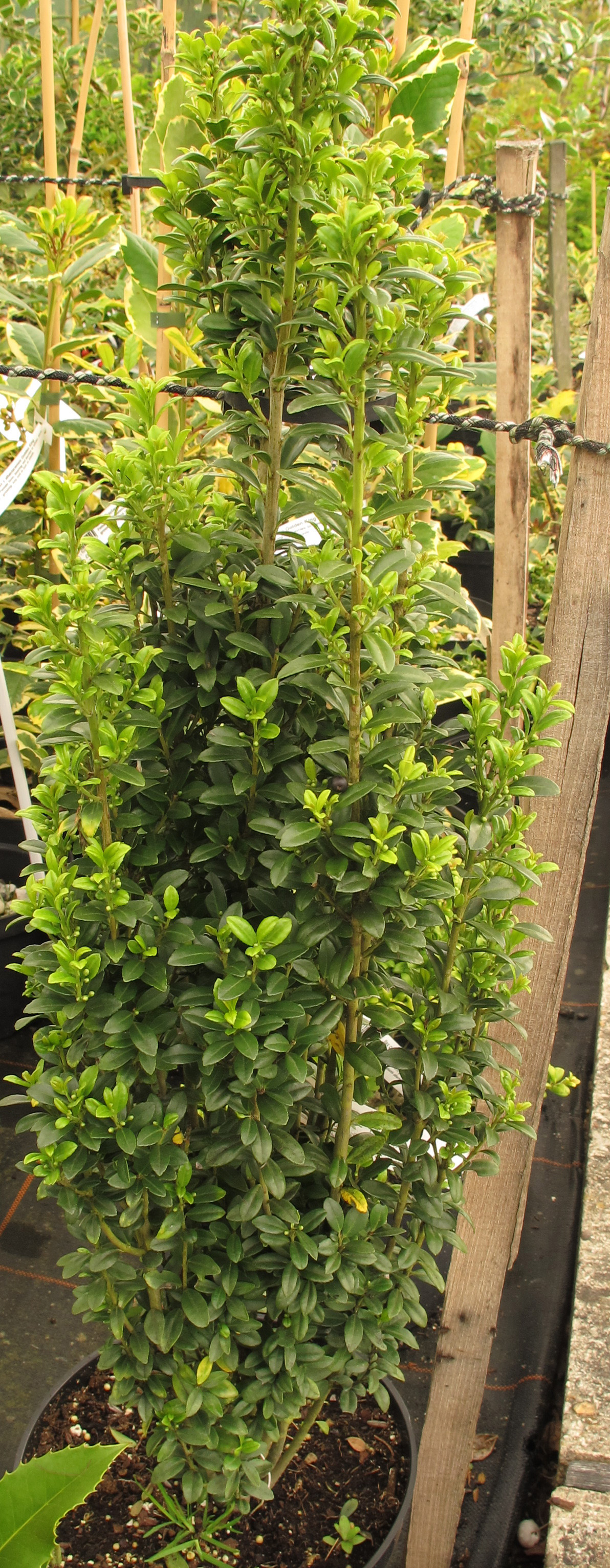 Ilex crenata Fastigiata (3lt)