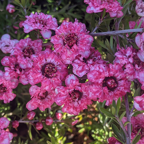 Leptospermum scoparium Coral Candy (3lt)