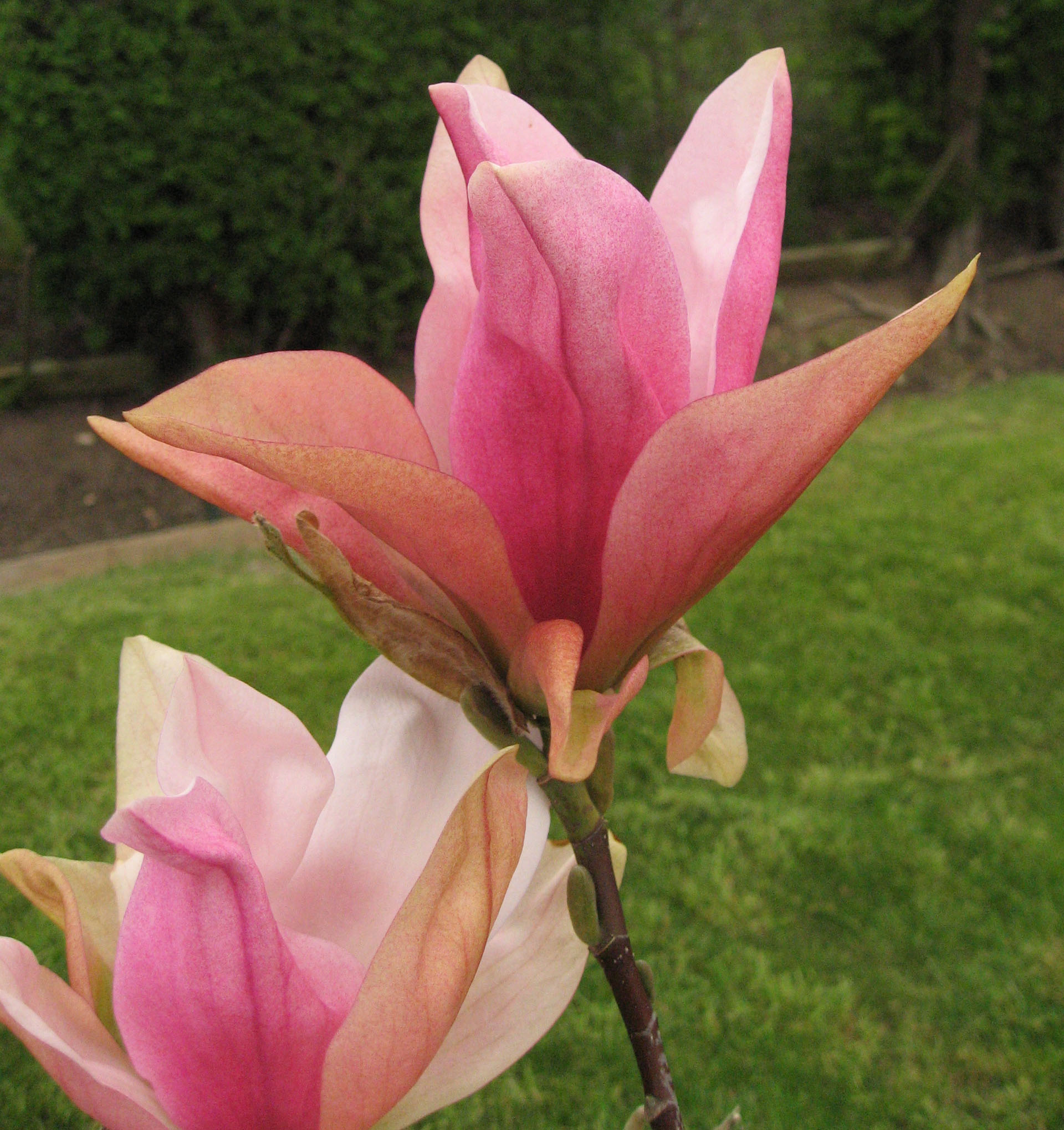 Magnolia Daybreak (12lt)