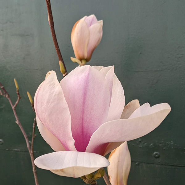 Magnolia Spectrum (12lt)