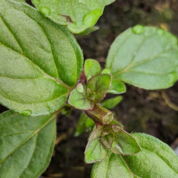 Mentha 'Jessica's Sweet Pear' (mint) (9cm)