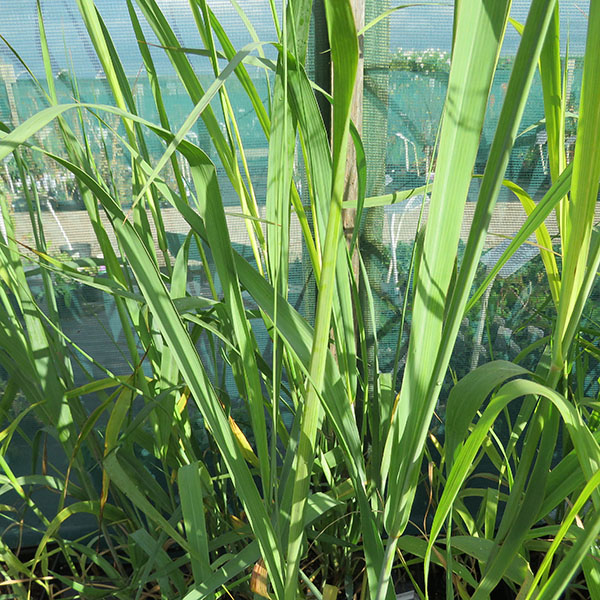 Panicum virgatum Dallas Blues (1.5lt)