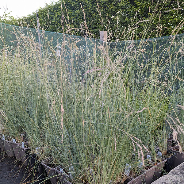 Poa Labillardieri (1lt)