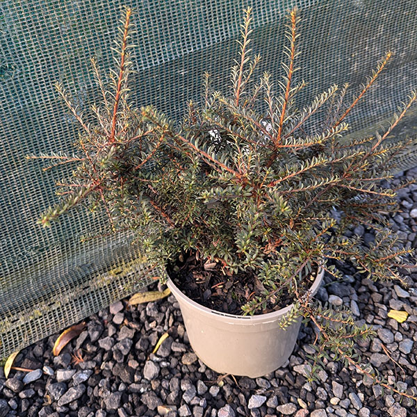 Podocarpus lawrencei Red Tip (3lt)
