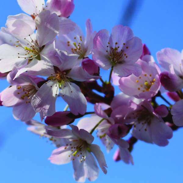 Prunus Pandora (10lt)