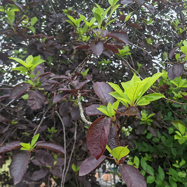 Prunus virginiana Canada Red (12lt)