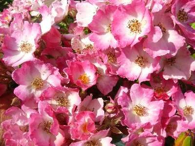 Rosa Ballerina (6lt)