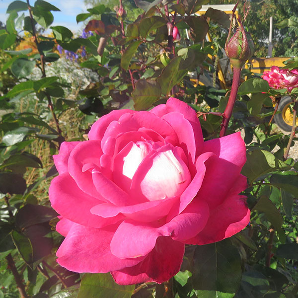 Rosa Charlie's Rose (6lt)