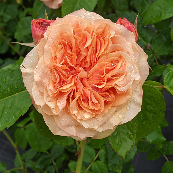 Rosa Country Trendsetter Apricot/Cream (6lt)