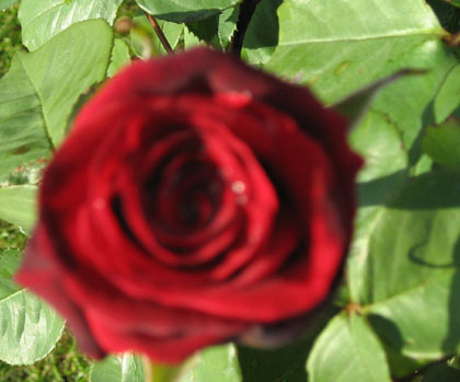 Rosa Deep Secret (6lt)