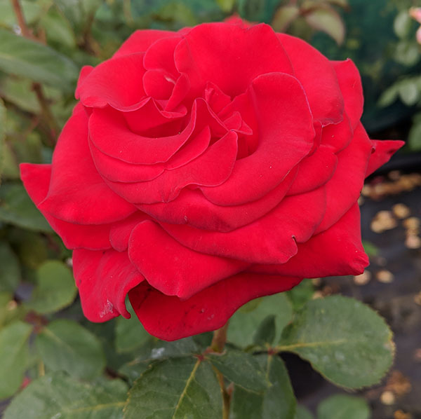 Rosa Happy Ruby Wedding (6lt)