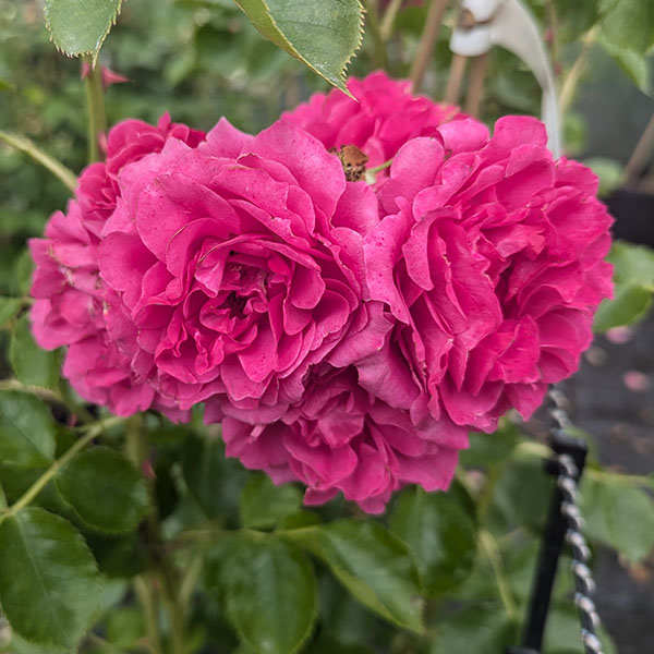 Rosa Starlight Express (6lt)