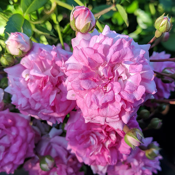 Rosa Super Excelsa (6lt)