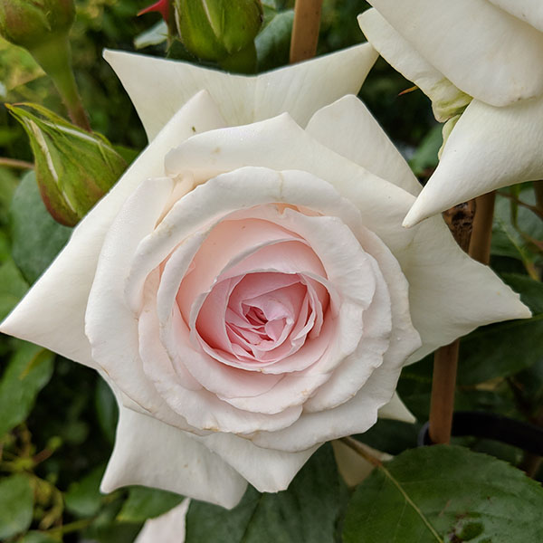 Rosa Swan Lake (6lt)