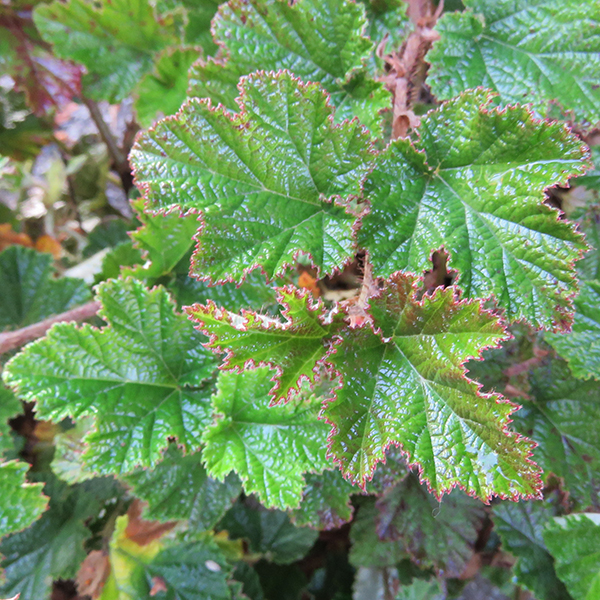 Rubus Betty Ashburner (3lt)