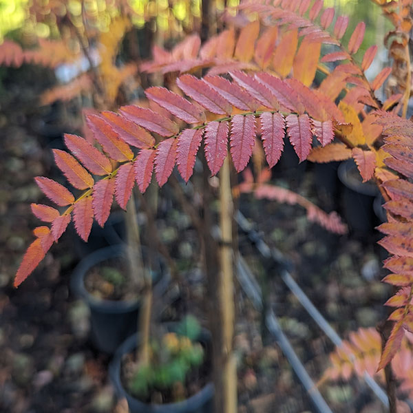 Sorbus Glendoick Spire (12lt)