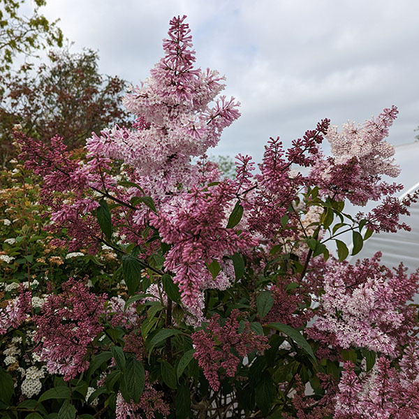 Syringa x josiflexa Bellicent (3lt)