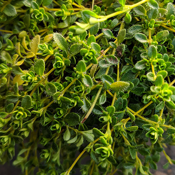 Thymus Snow Drift (0.8lt)