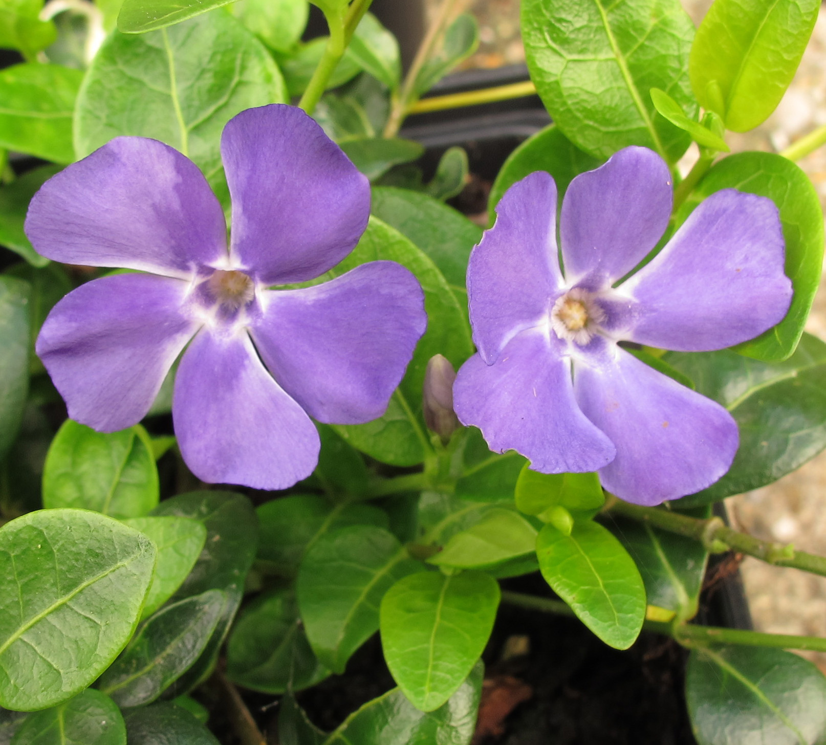 Vinca Flower The Easiest Natural Way To Get Rid Of Vinca (AKA