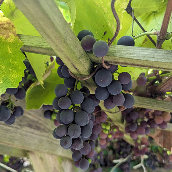 Vitis Fragola (Strawberry Vine) (3lt)