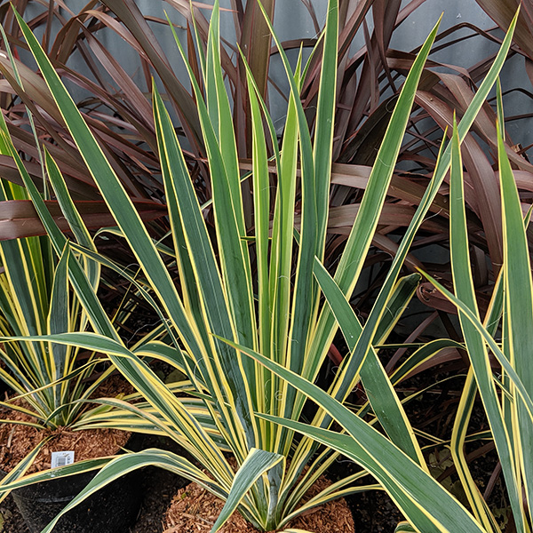 Yucca filamentosa Bright Edge (3lt)